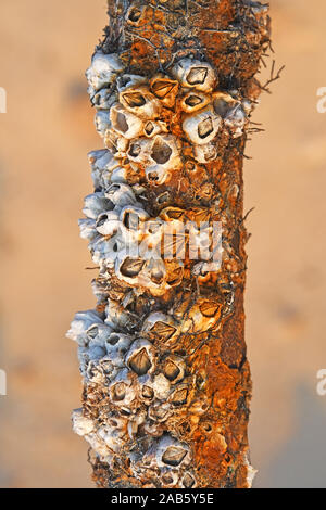 Barnacles on surface corrosion steel pole at the sea Stock Photo - Alamy