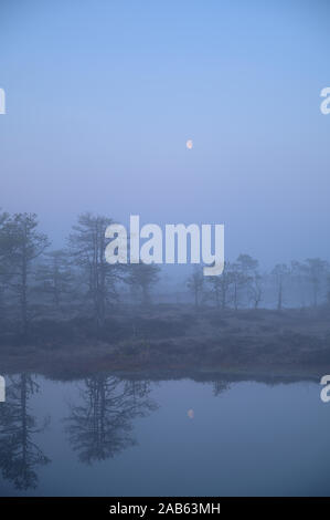 Crisp spring morning in bog Stock Photo - Alamy