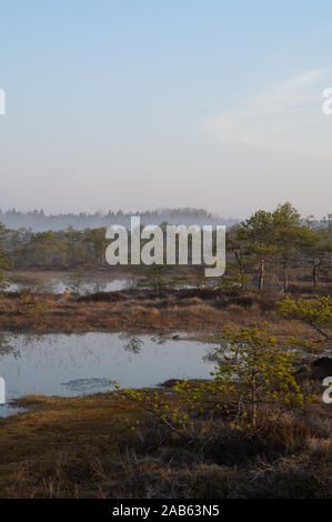 Crisp spring morning in bog Stock Photo - Alamy