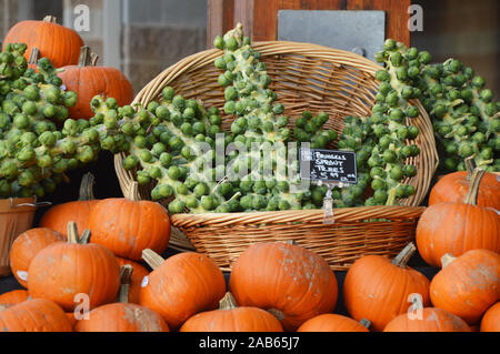 Checker board portrait Stock Photo - Alamy