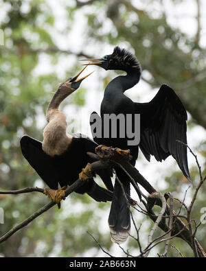 Male And Female Anhinga Birds In The Nest Stock Photo - Alamy