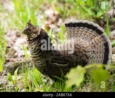 Partridge male ruffed grouse struts mating plumage in the forest with a ...