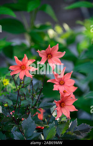 Dahlia seedling,peach orange flowers,peony flowered dahlia,bed,border ...