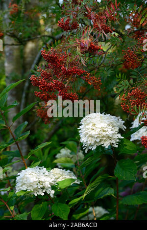 Japanese Rowan tree with red berries also known as Sorbus commixta ...