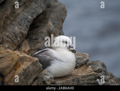 Fulmar A platform Stock Photo - Alamy