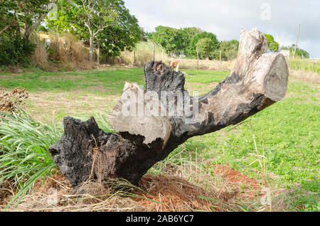 Cut and burnt tree with burnt black grass in the forest Stock Photo - Alamy