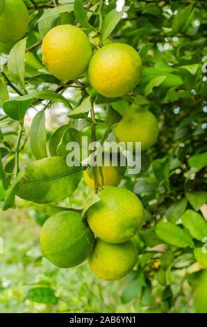 Key lime (Citrus x aurantifolia) is a hybrid species between Citrus ...