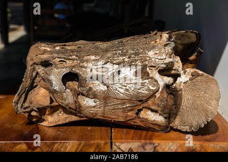 Head bones of Arapaima gigas, a giant fish lives in the Amazon River ...