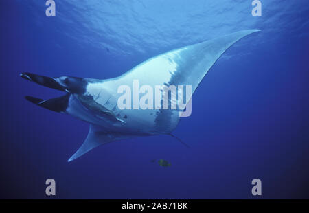 Giant manta (Manta birostris), reaches a span of 5.5 m and can weigh up ...