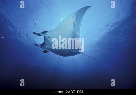 Cephalic lobes of manta ray Stock Photo - Alamy