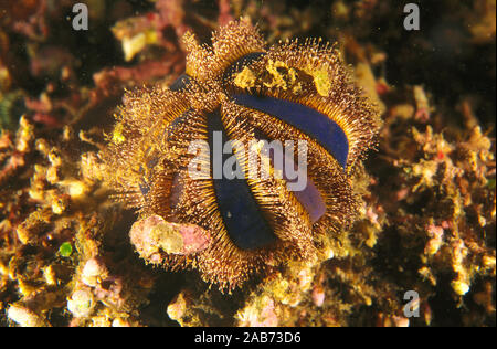 Blue tuxedo urchin, Mespilia globulus, Komodo National Park, Indonesia ...