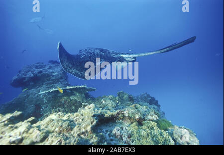 A Spotted Ray (Rajiformes) swimming Stock Photo - Alamy