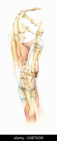 Abductor pollicis longus muscle, illustration Stock Photo - Alamy