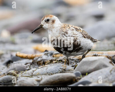 An adult rock sandpiper, Calidris ptilocnemis ptilocnemis, subspecies ...