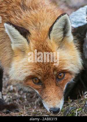Red fox (Vulpes vulpes), Gran Paradiso National Park, Piedmont and ...