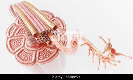 Cross section through a muscle with visible muscle fibers - 3D ...