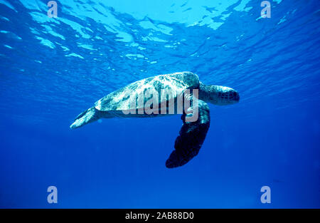Green Turtle swimming at Lady Elliott island in the Great Barrier Reef ...
