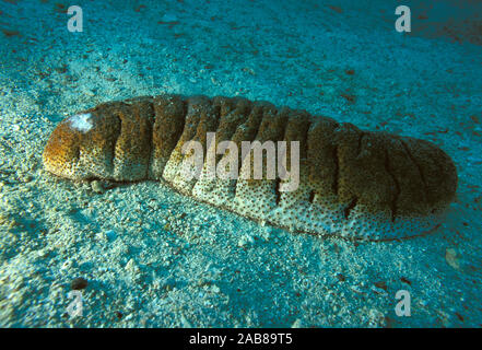 Elephant Trunkfish (Holothuria fuscopunctata) on sandy bottom, Palawan ...