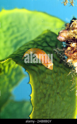 Eastern cleaner-clingfish (Cochleoceps orientalis), on sea tulip. About ...