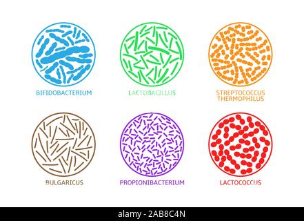 Probiotics. Lactobacillus, bifidobacterium and lactococcus probiotic bacteria in circle. Good ...