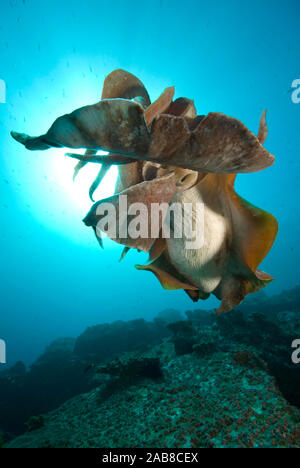 Giant Cuttlefish Mating, Sepia Apama Stock Photo - Alamy