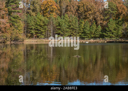 at Crowder Park in Apex, North Carolina Stock Photo - Alamy