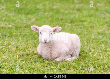 A Baby lamb lying down Stock Photo - Alamy