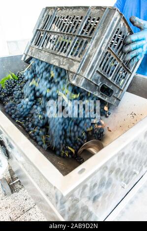 Grape crushing machine in a winery Stock Photo - Alamy
