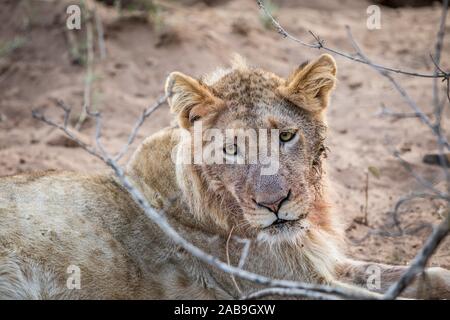 Subadult male lion, Panthera leo, sniffing genitals of dominant male ...