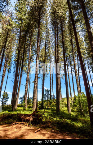 The Sugar Pine Walk in Bago State Forest in New South Wales, Australia ...