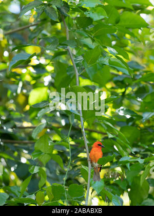 Mauritius red fody bird Stock Photo - Alamy