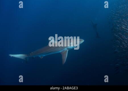 BRONZE WHALER SHARK Carcharhinus brachyurus SOUTH AUSTRALIA Stock Photo ...