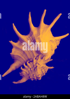 Two different sea shells on a white background shell, sea, clam ...