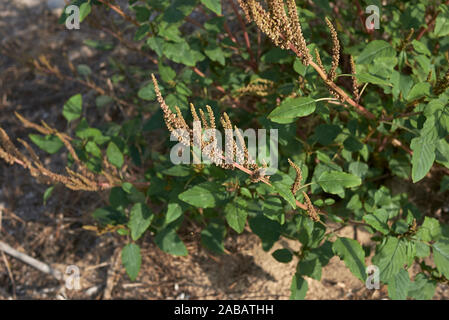 A close-up of a slender amaranth (Amaranthus viridis) plant in a garden ...