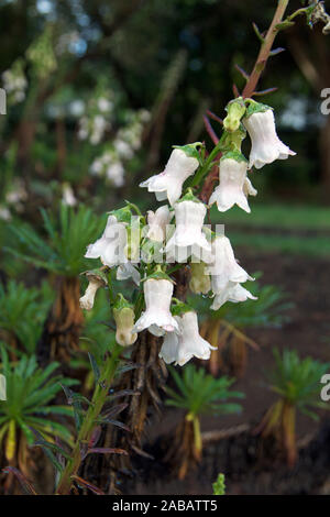 Azorina vidalii is an evergreen shrub endemic to the Azores. This Red ...