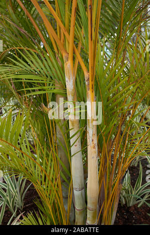 leaf and trunk of dypsis lutescens arecaceae gold fruit palm from ...