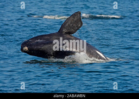 Bartwal springt aus dem Wasser, Südafrika, (Mysticeti Stock Photo - Alamy