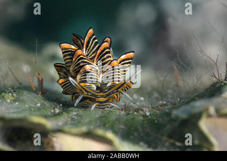 Nudibranch Cyerce nigra. Underwater macro photography from Romblon ...