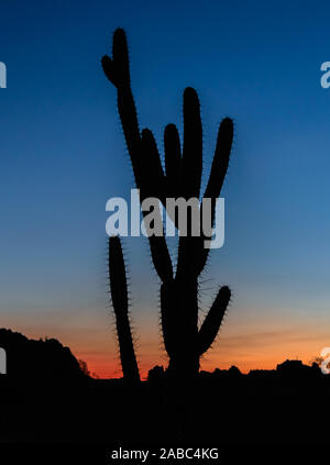 the landscape of the caatinga in brazil Stock Photo - Alamy