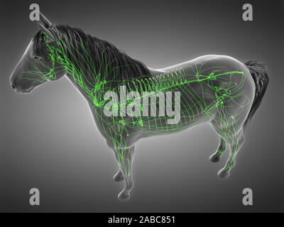 3d rendered anatomy of the equine anatomy - the lymphatic system Stock ...