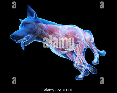 Dog Muscles Anatomy - Muscular System of the Dog Stock Photo - Alamy