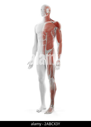 Male muscular system, illustration Stock Photo - Alamy