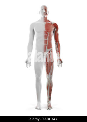 Male muscular system, illustration Stock Photo - Alamy