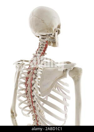 Rotatores muscles, illustration Stock Photo - Alamy