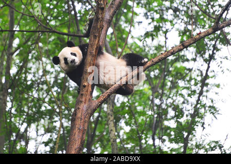 A panda climbs high up in the tree at Chengdu Research Base of Giant ...