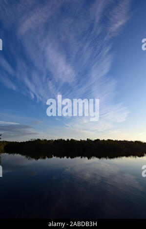 Reeds in water at sunrise in Nine Mile Pond in Everglades National Park ...