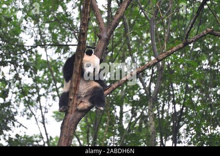 A panda climbs high up in the tree at Chengdu Research Base of Giant ...