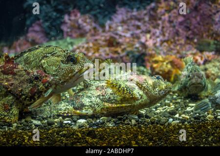 False kelpfish or Marbled rockfish (Sebastiscus marmoratus) in Japan ...