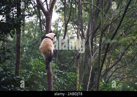 A panda climbs high up in the tree at Chengdu Research Base of Giant ...