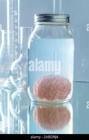 Human brain preserved in formaldehyde for science experiments and ...